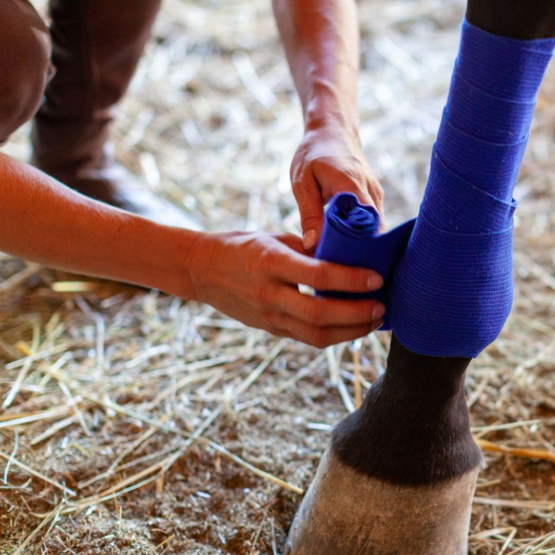 Bandages & Leg Wraps – The Tackeria