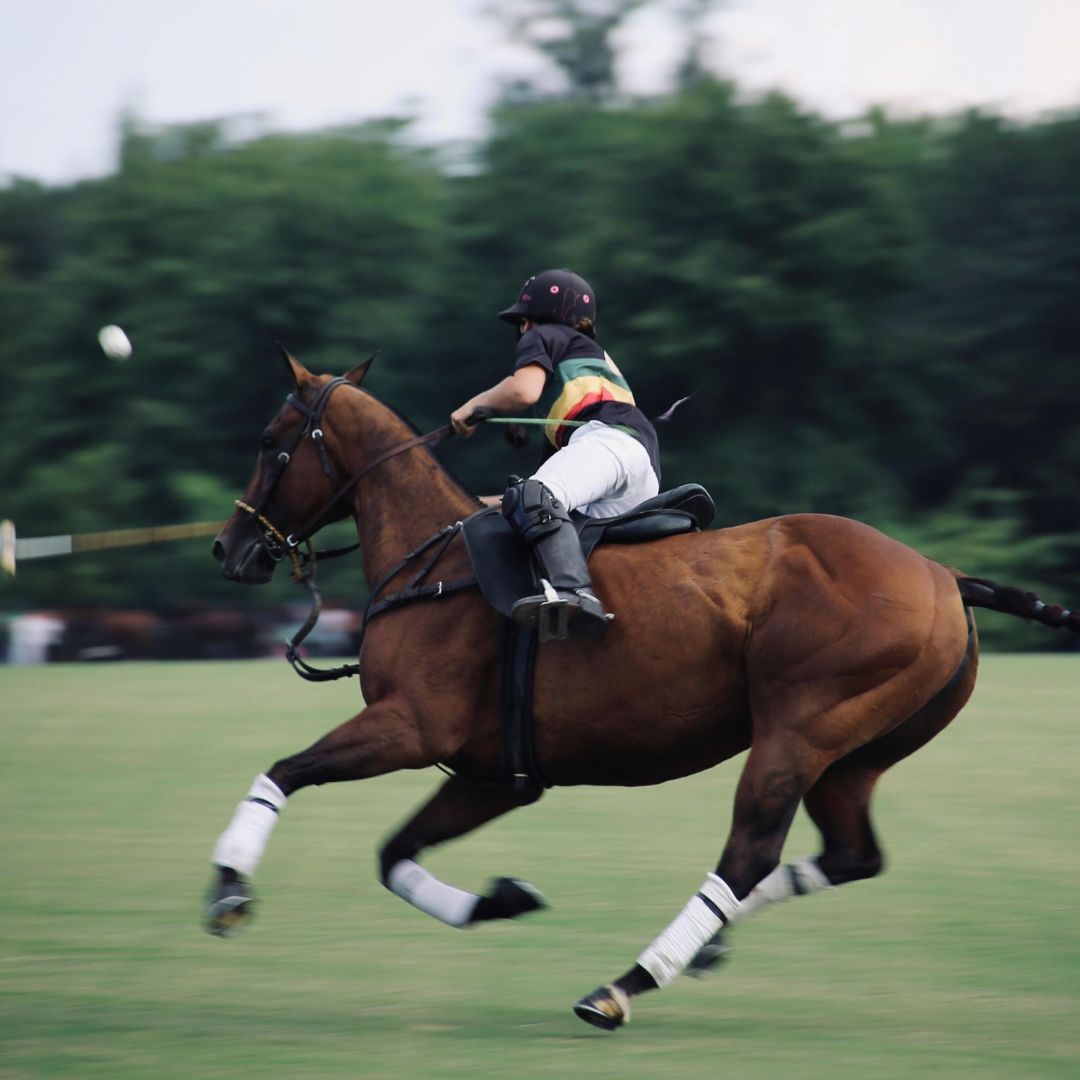 Polo – The Tackeria