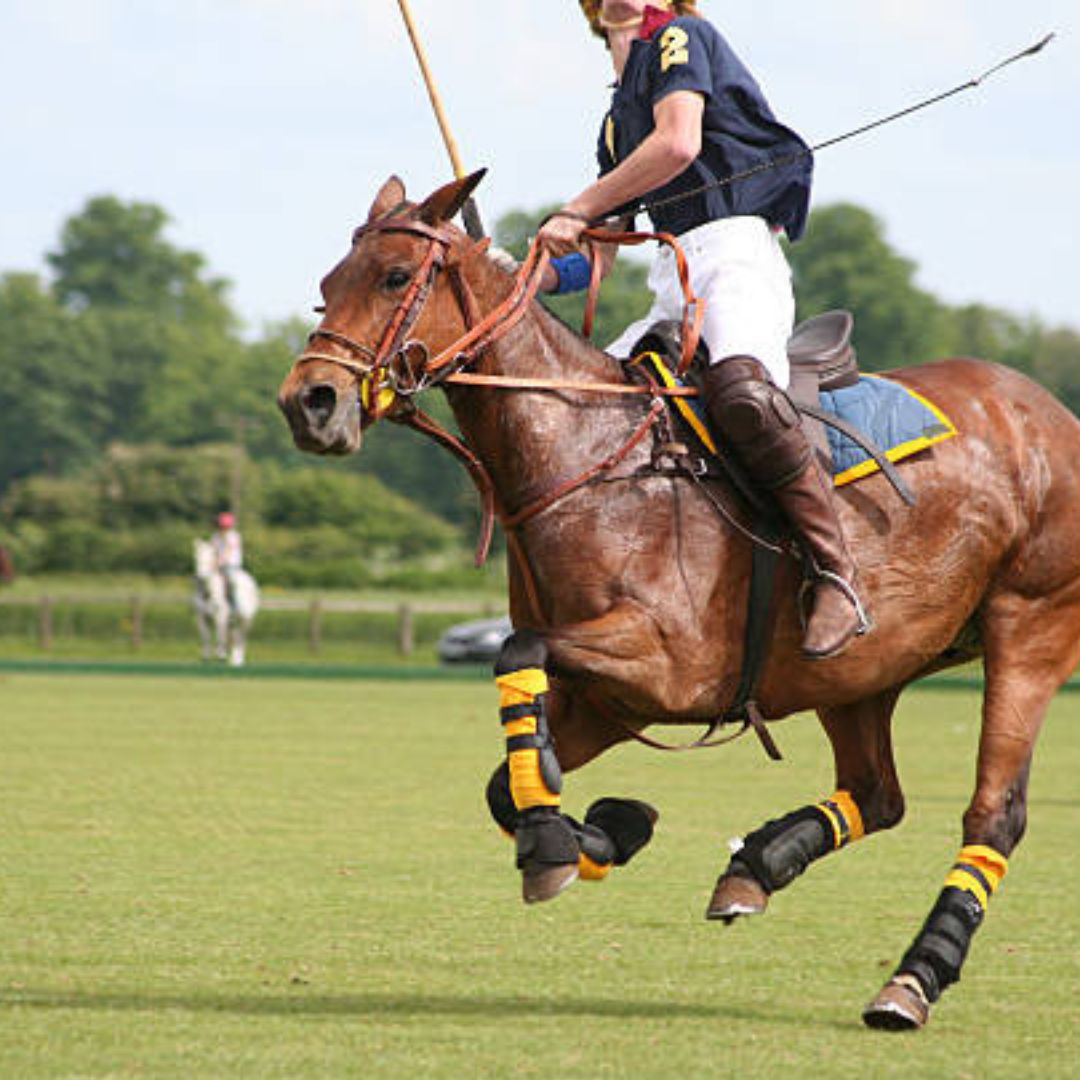 Polo Whips – The Tackeria